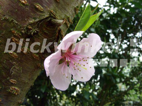blickwinkel - Mandelbaum, Mandel-Baum (Prunus dulcis, Prunus amygdalus ...