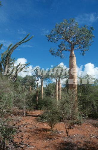 blickwinkel - Baobab, Affenbrotbaum (Adansonia spec.), Baeume auf ...