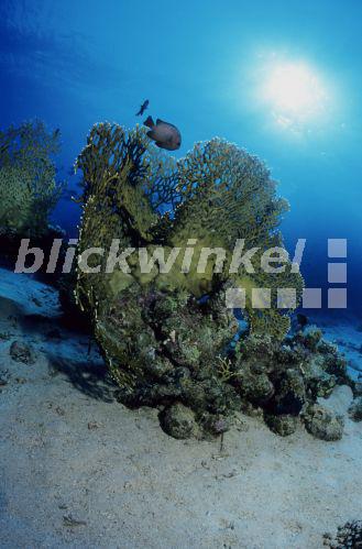 blickwinkel - Netz-Feuerkoralle (Millepora dichotoma), auf Meeresgrund ...
