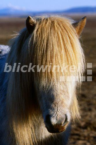 blickwinkel - Islandpferd, Islandpony, Islaender (Equus przewalskii f ...