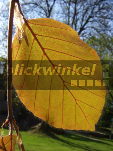 blickwinkel - Rotbuche, Rot-Buche, Buche, Haenge-Blutbuche, Hange ...