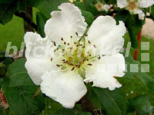 blickwinkel - Deutsche Mispel, Echte Mispel, Mispel (Mespilus germanica ...