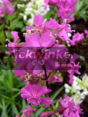 blickwinkel - Pechnelke, Pech-Nelke, Gewoehnliche Pechnelke ...