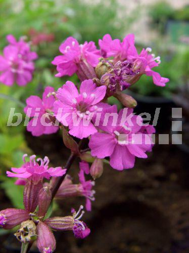blickwinkel - Pechnelke, Pech-Nelke, Gewoehnliche Pechnelke ...