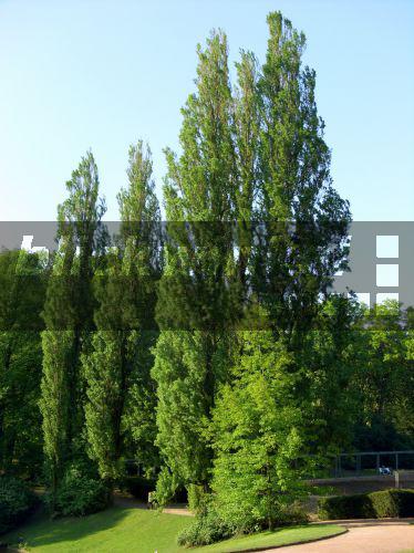 blickwinkel - Pyramidenpappel, Pyramiden-Pappel, Saeulenpappel, Saeulen ...
