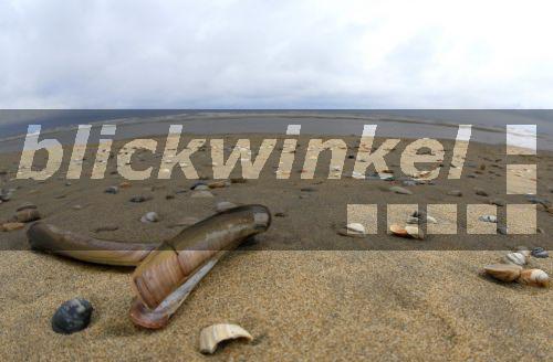 blickwinkel - Atlantische Schwertmuschel, Amerikanische Schwertmuschel ...