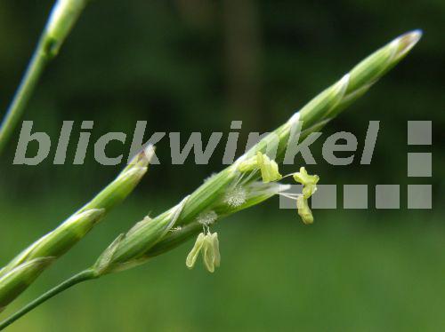 blickwinkel - Flutender Schwaden (Glyceria fluitans), Aehrchen ...