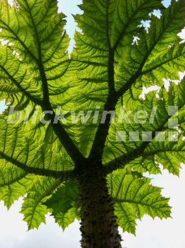 blickwinkel - Mammutblatt, Riesen-Rhabarber, Riesenrhabarber (Gunnera ...