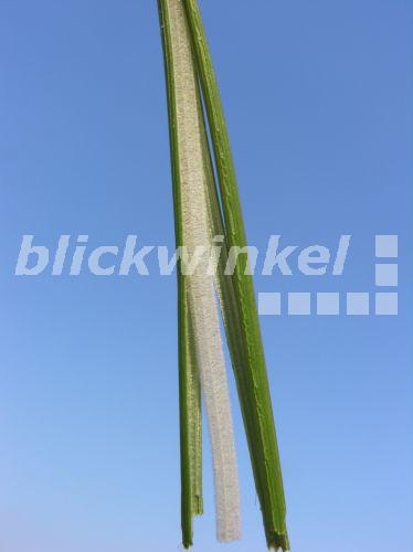 blickwinkel - Knaeuelbinse, Knaeuel-Binse (Juncus conglomeratus ...