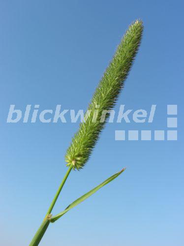 blickwinkel - Wiesen-Lieschgras, Wiesenlieschgras (Phleum pratense ...