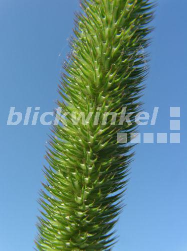 blickwinkel - Wiesen-Lieschgras, Wiesenlieschgras (Phleum pratense ...