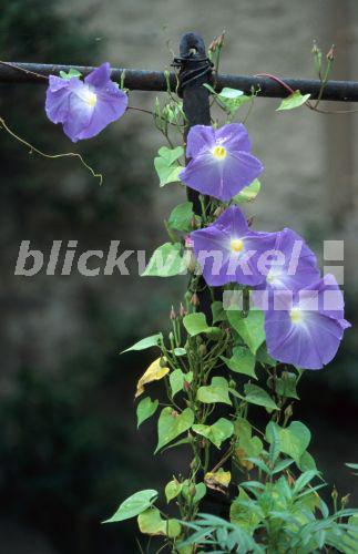 blickwinkel - Prachtwinde, Trichter-Prunkwinde (Ipomoea tricolor ...