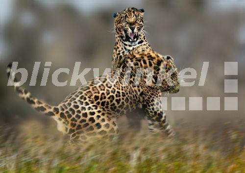 blickwinkel - Leopard (Panthera pardus), zwei kaempfende Tiere ...