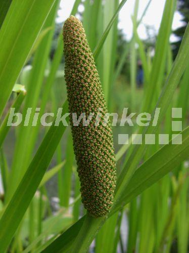 blickwinkel - Kalmus (Acorus calamus), unreifer Fruchtstand - sweetflag ...
