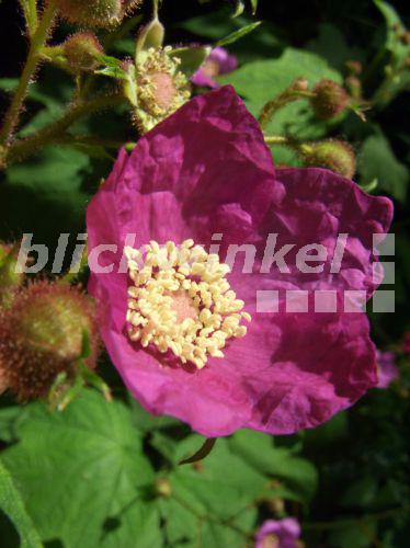 blickwinkel - Zimt-Himbeere, Zimthimbeere (Rubus odoratus), Bluete ...