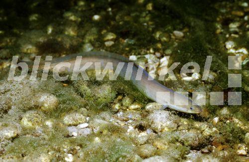 blickwinkel - Europaeischer Flussaal (Anguilla anguilla), Deutschland ...