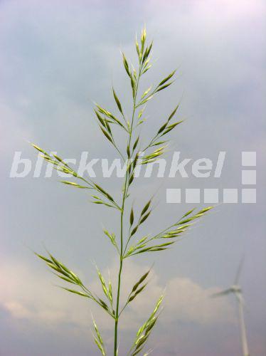 blickwinkel - Wiesen-Goldhafer, Gemeiner Goldhafer, Gewoehnlicher ...