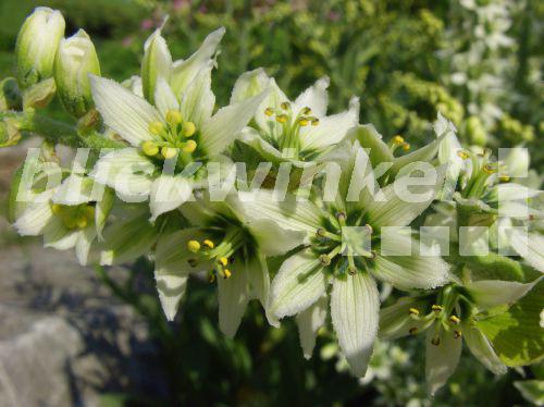 blickwinkel - Weisser Germer (Veratrum album), Blueten, links ...