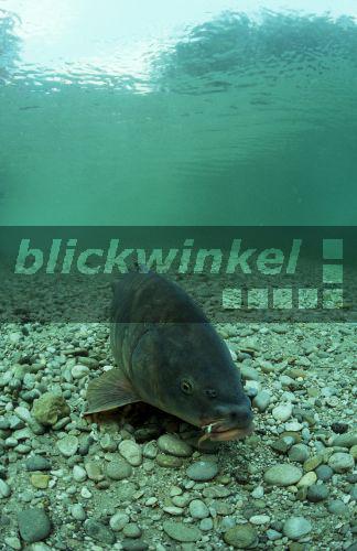 blickwinkel - Karpfen, Flusskarpfen, Spiegelkarpfen (Cyprinus carpio ...