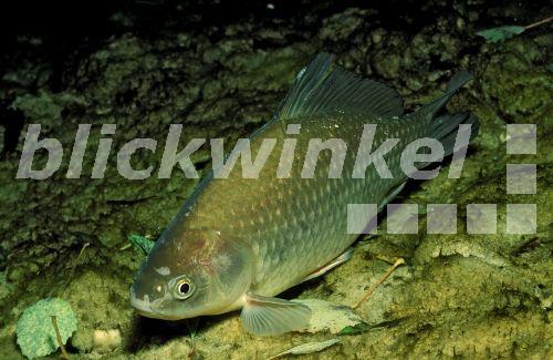 blickwinkel - Karausche, Moorkarpfen, Moor-Karpfen, Schneider-Karpfen ...