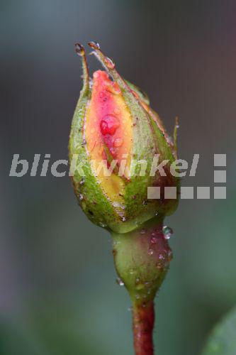 blickwinkel - Rose (Rosa spec.), aufbrechende Knospe mit Regentropfen ...