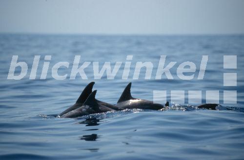blickwinkel - Rauzahndelphin, Rauhzahndelfin (Steno bredanensis ...