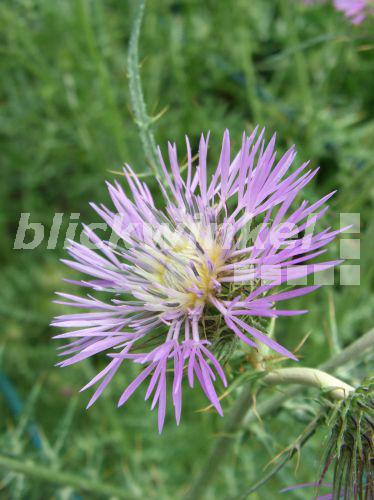 blickwinkel - Filzige Kokardenblume, Milchfleckdistel, Milchfleck ...