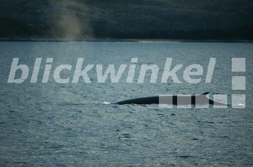 blickwinkel - Seiwal, Sei-Wal (Balaenoptera borealis), jagendes ...