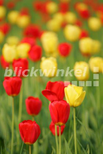 blickwinkel - Gartentulpe, Garten-Tulpe, Tulpe (Tulipa gesneriana ...