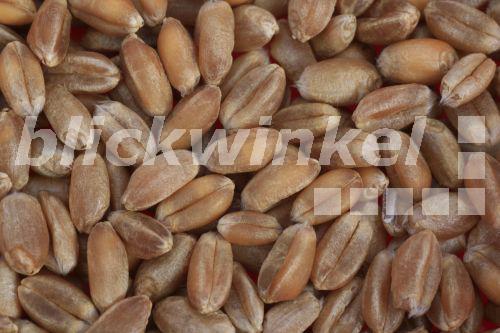 blickwinkel - Saat-Weizen, Weich-Weizen, Weizen (Triticum aestivum ...