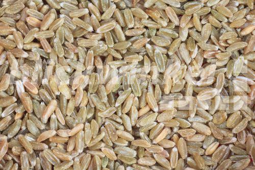 blickwinkel - Dinkel, Spelz (Triticum spelta), Gruenkern, Koerner ...