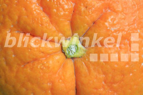 blickwinkel - Orange, Apfelsine (Citrus sinensis), Detail, Nabel ...