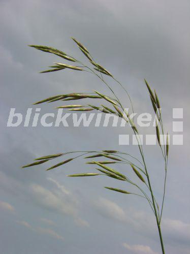 blickwinkel - Wehrlose Trespe (Bromus inermis), Bluetenstand (Rispe ...