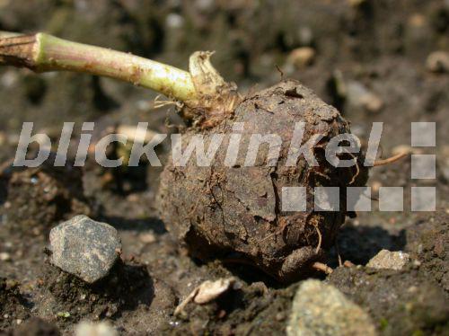 blickwinkel - Knollenkuemmel, Knollen-Kuemmel, Erdkastanie, Erd ...