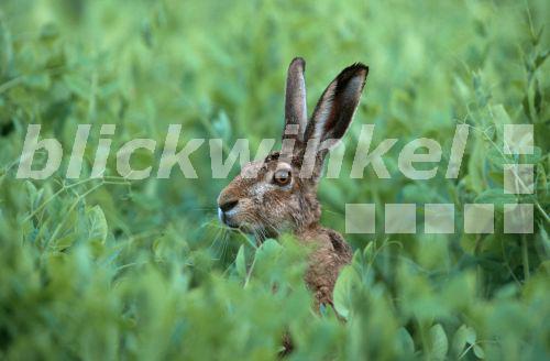 blickwinkel - Europaeischer Hase, Europaeischer Feldhase (Lepus ...