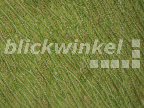 blickwinkel - Quellmoos, Quell-Moos, Gemeines Quellmoos, Gewoehliches ...