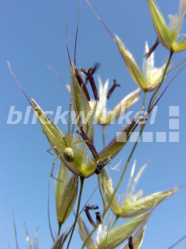 blickwinkel - Glatthafer, Glatt-Hafer (Arrhenatherum elatius ...