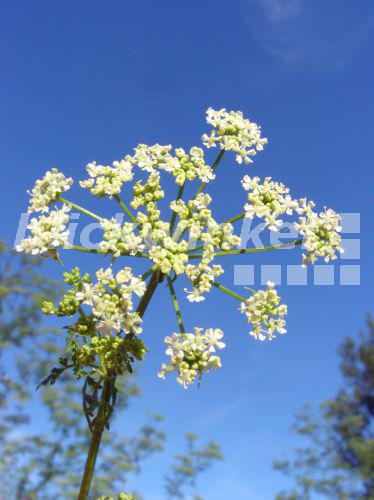 blickwinkel - Gefleckter Schierling, Bangenkraut, Blutschierling ...