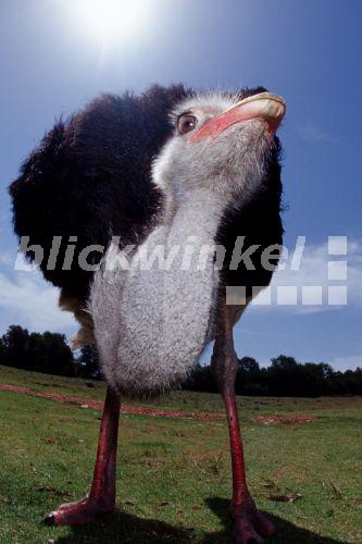 blickwinkel - Strauss (Struthio camelus), Portraet, groesster Laufvogel ...