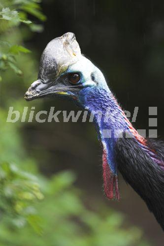 blickwinkel - Helmkasuar, Helm-Kasuar (Casuarius casuarius), Portrait ...