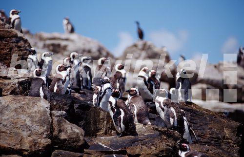 blickwinkel - Brillenpinguin (Spheniscus demersus), Kolonie auf Felsen ...