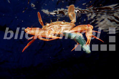 blickwinkel - Rote Schwimmkrabbe (Portunus convexus), frisst einen ...