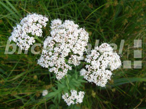 blickwinkel - Kriechender Baldrian, Kriechender Arzneibaldrian ...