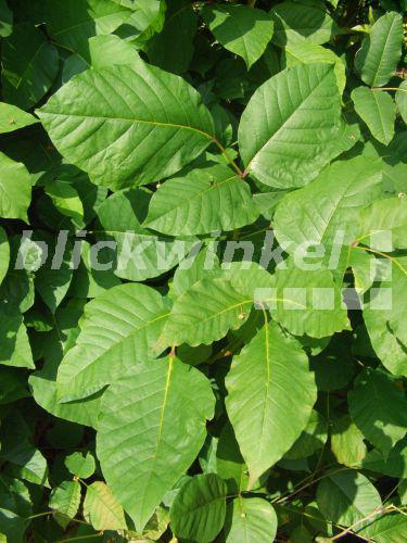 blickwinkel - Giftefeu, Gift-Efeu, Kletternder Giftsumach, Kletternder ...