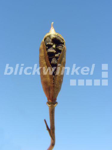 blickwinkel - Feldrittersporn, Feld-Rittersporn, Acker-Rittersporn ...