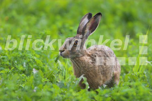 blickwinkel - Europaeischer Hase, Europaeischer Feldhase (Lepus ...