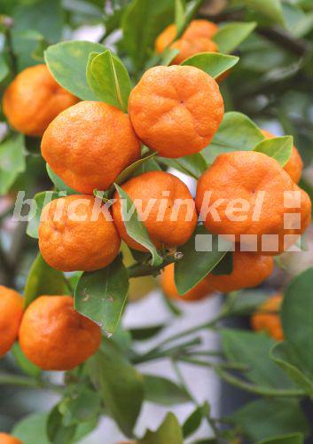 blickwinkel - Mandarine (Citrus reticulata), reife Fruechte - mandarine ...