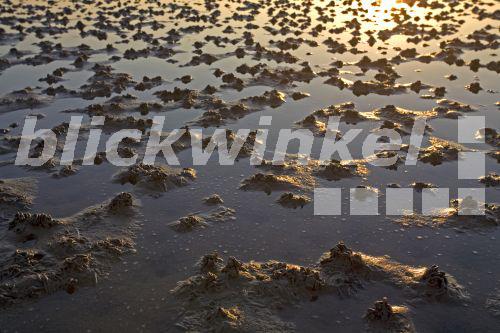 blickwinkel - Wattwurm, Pierwurm, Sandwurm, Koederwurm (Arenicola ...