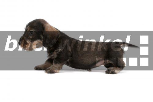 blickwinkel - Rauhhaardackel, Rauhhaar-Dackel, Rauhaardackel, Rauhaar ...