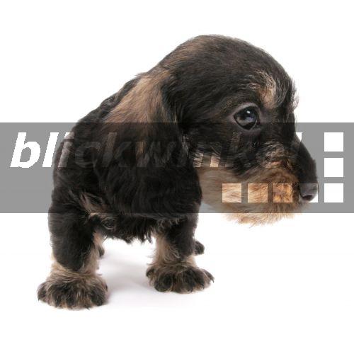 blickwinkel - Rauhhaardackel, Rauhhaar-Dackel, Rauhaardackel, Rauhaar ...